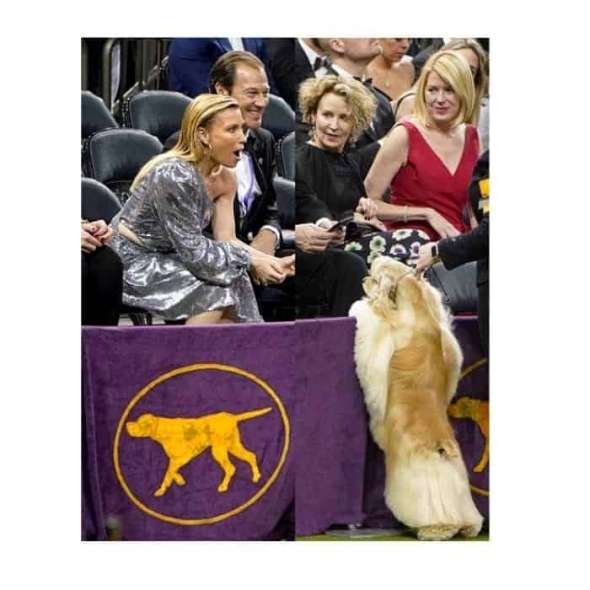 *2026* 18 dos & donts to WEAR to a dog show (handler & spectator!)
