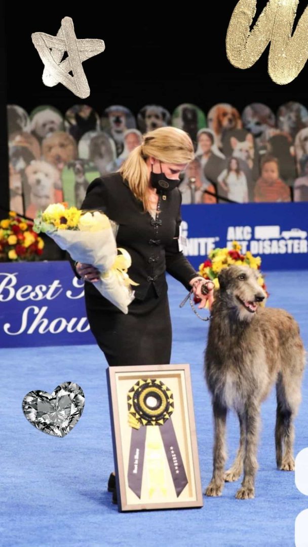 *2025* 18 dos & donts to WEAR to a dog show (handler & spectator!)